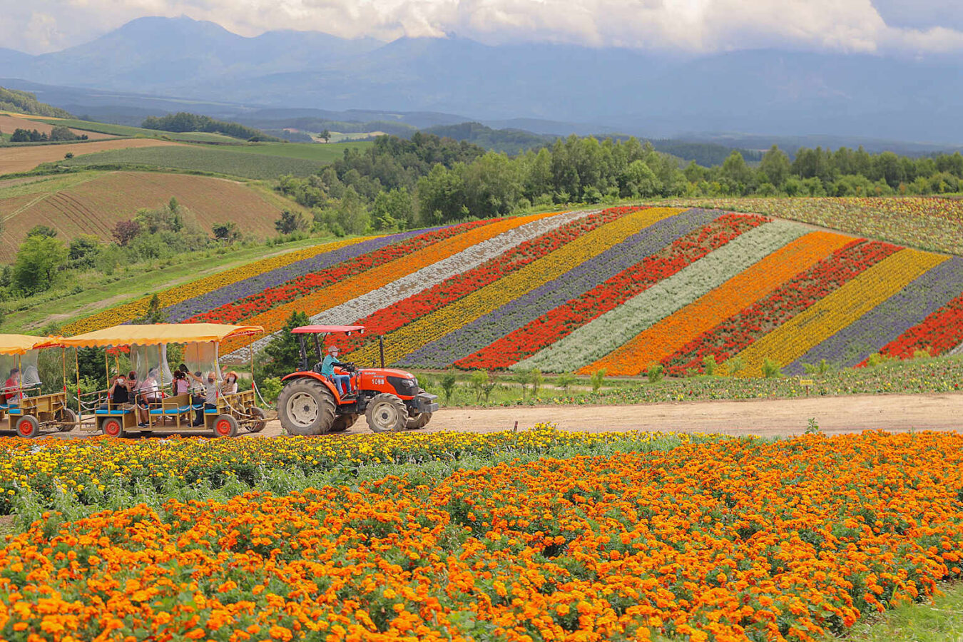 PETAL PARADISE: Must-visit flower fields that make perfect photography ...